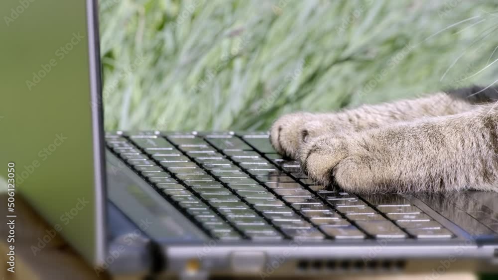 Cat typing text on a laptop. Tabby cat paws typing and pressing buttons ...