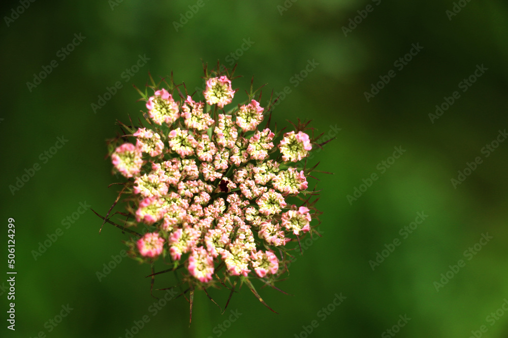 Known as the "wild carrot," this herb grows naturally in temperate ...