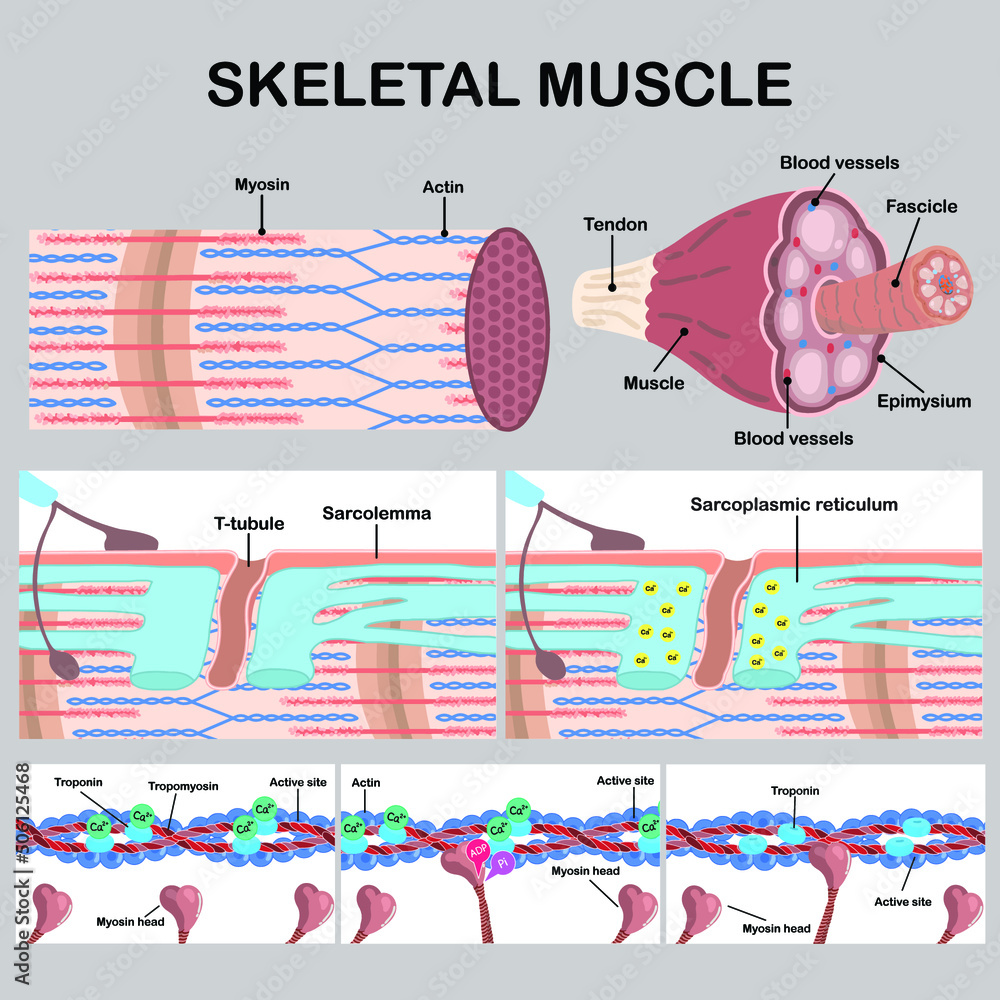 Skeletal muscle in vector hand draw Stock Vector | Adobe Stock