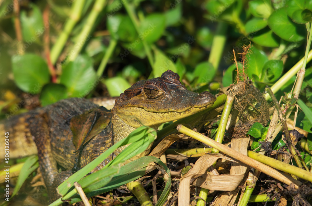 Selective focus image of a juvenile caiman, Crocodilus fuscus, shown in ...