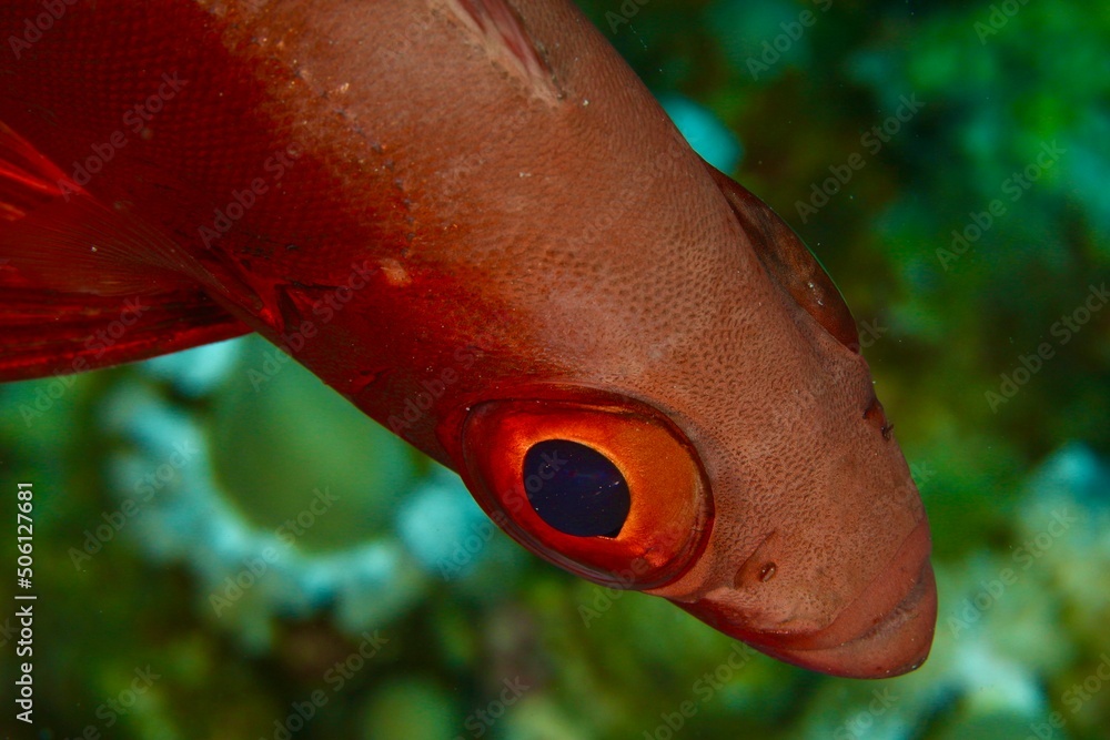 red Soldierfish on a reef in the Red Sea egypt Stock Photo | Adobe Stock