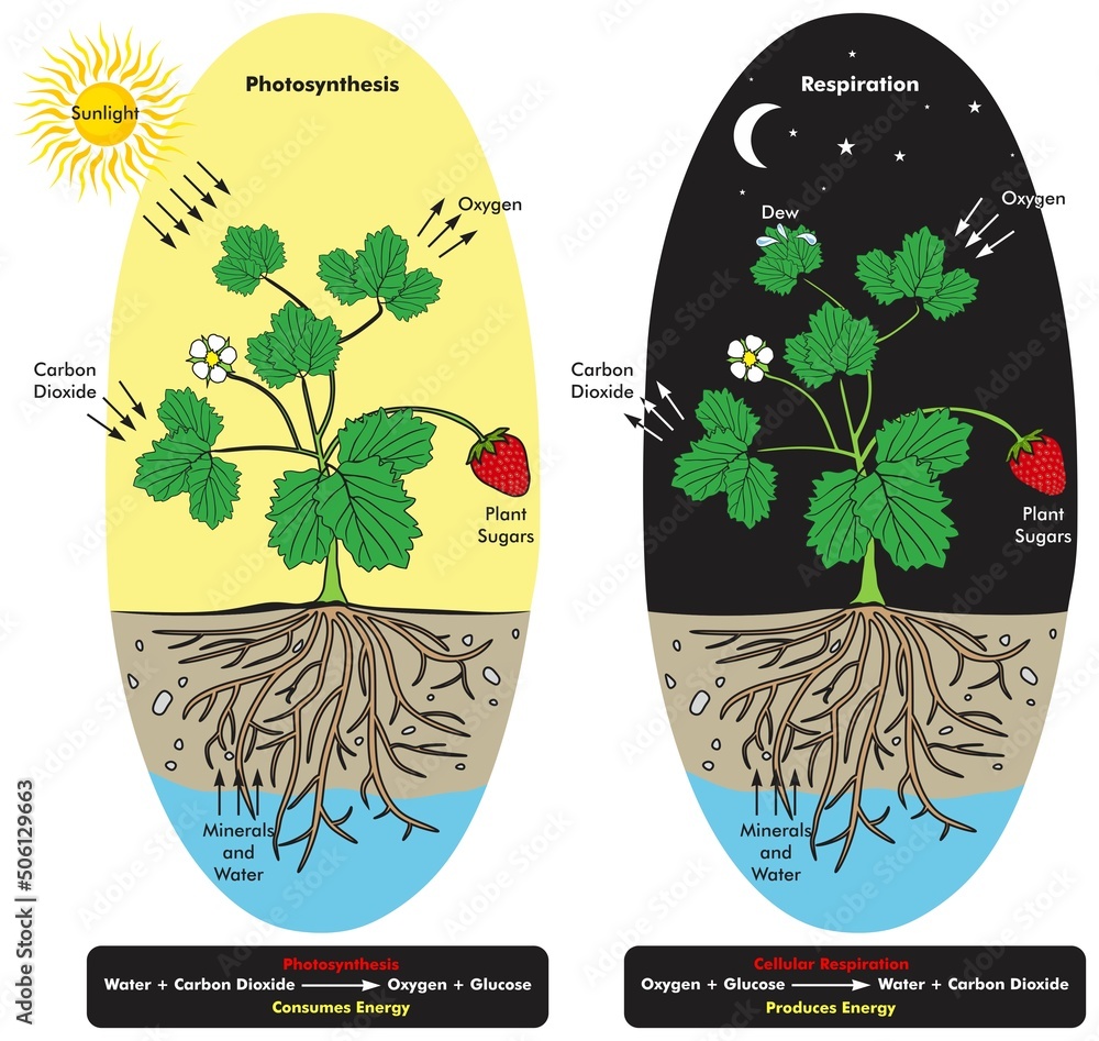 Plant photosynthesis and cellular respiration infographic diagram ...