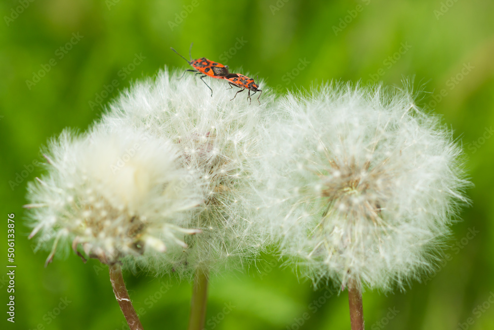 The cinnamon bug (lat. Corizus hyoscyami), of the family Rhopalidae, on ...
