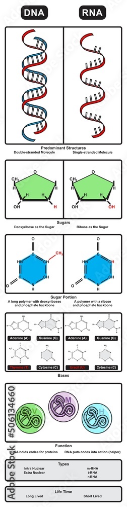DNA vs RNA comparison chart infographic diagram biology genetic science ...