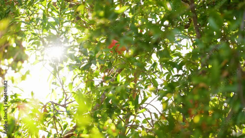 Beautiful sunny green fruit tree isolated on white sky background. 4k ...