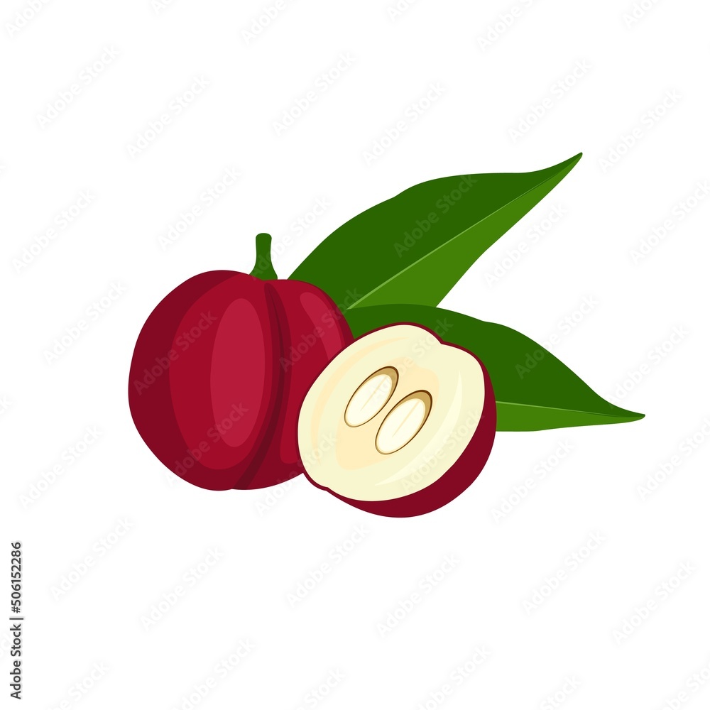 Vector illustration of Phaleria fruit, scientific name Phaleria ...