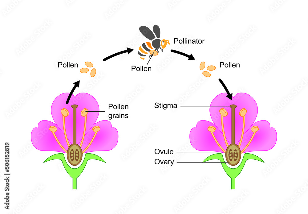 Scientific Designing of Pollination Process. The Most Important Factor ...