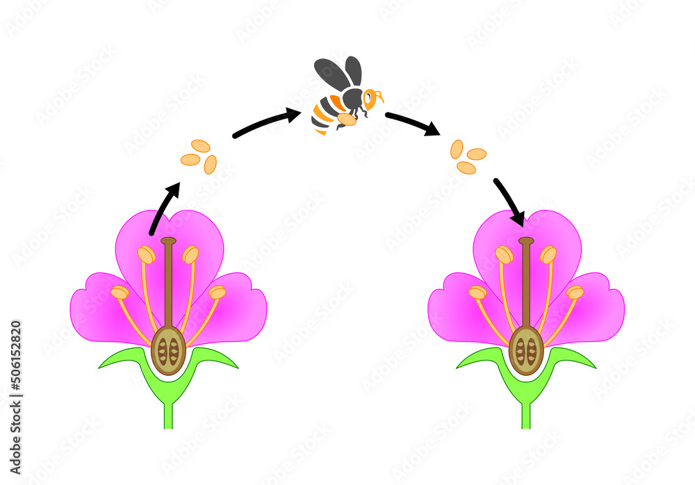 Vetor de Scientific Designing of Pollination Process. The Most ...