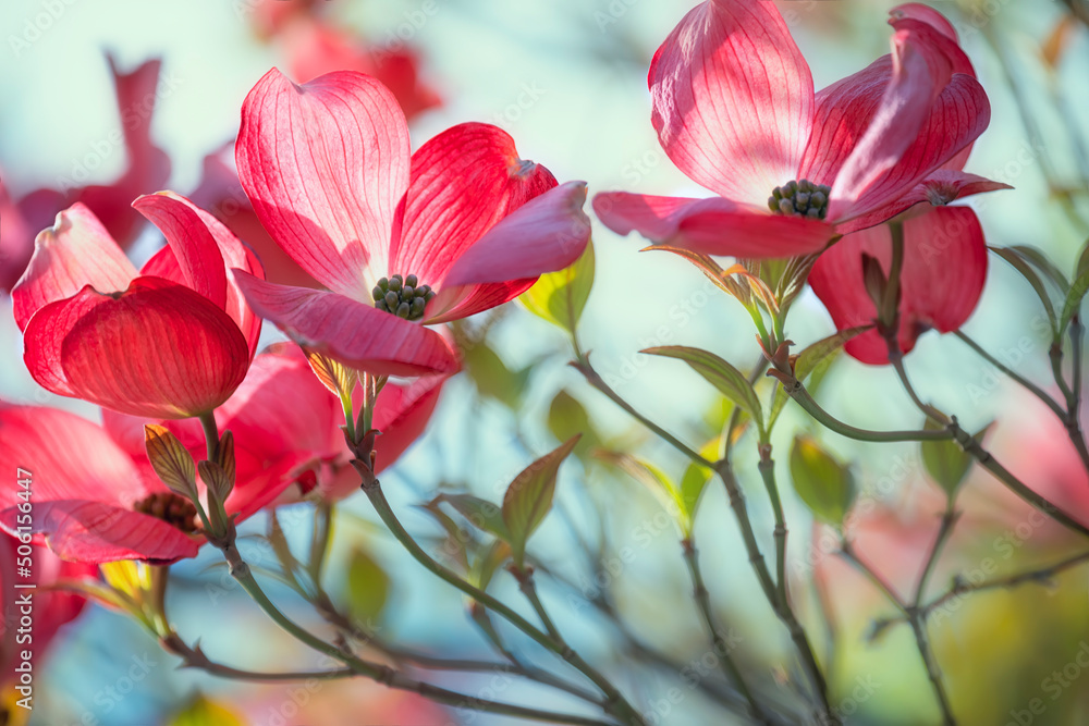 Beautiful large pink flowers on the tree. Spring flowering. Stock Photo ...