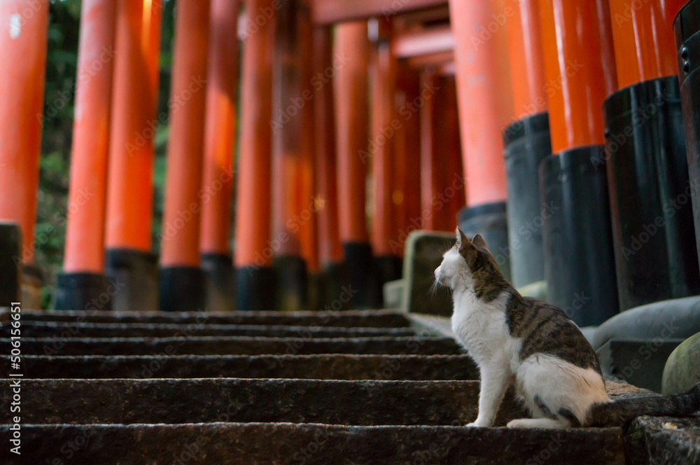 Stray cats living in Fushimi Inari Taisha Shrine in Japan Stock Photo ...