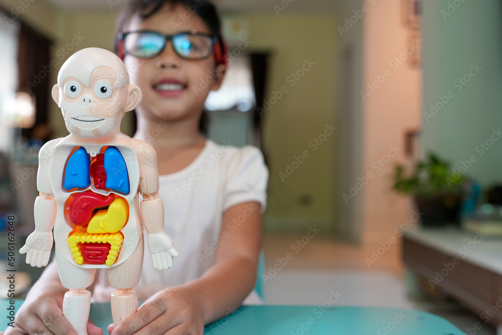 Cute Asian Girl Studying A Model Of Human Anatomy At Home. Stock Photo ...