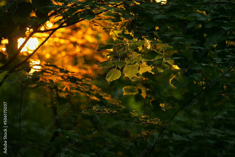 Beautiful sunrise light in the heart of the forest. Details of trees ...