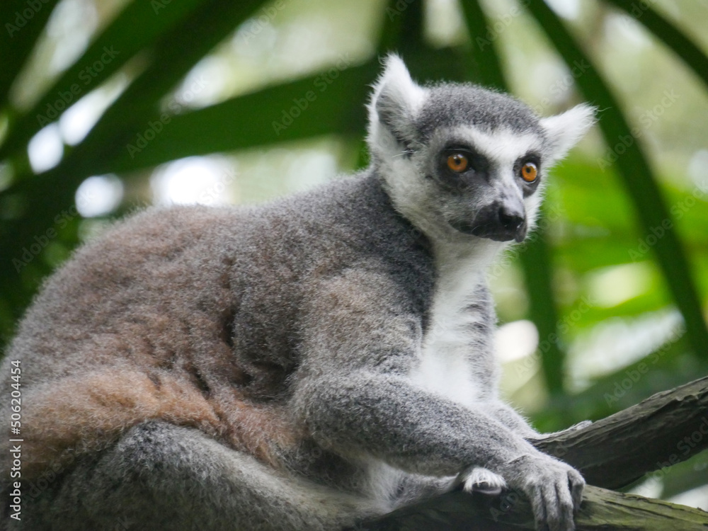 Fotografia do Stock: Ring-tailed lemur : The ring tailed lemur (Lemur ...