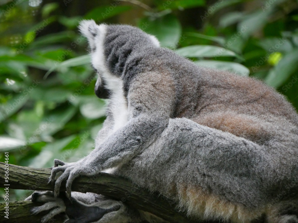 Ring-tailed lemur : The ring tailed lemur (Lemur catta) is a large ...