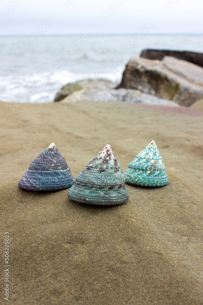 Trochus nigropunctatus, common name black-spotted topshell, is a ...