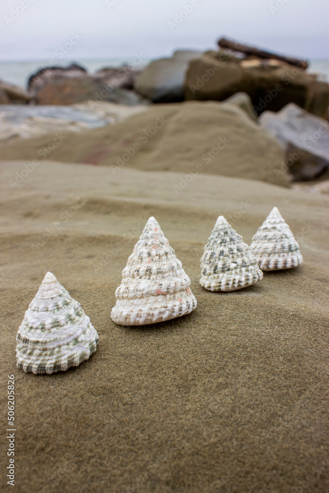 Tectus fenestratus, common name the fenestrate top shell or the ...