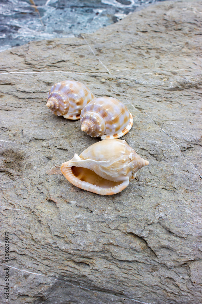 Phalium bandatum common name the banded bonnet, is a species of sea ...