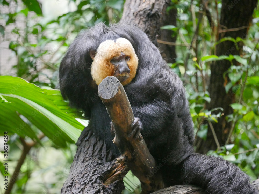 White Faced Saki monkey(Pithecia pithecia), called the Guianan saki and ...