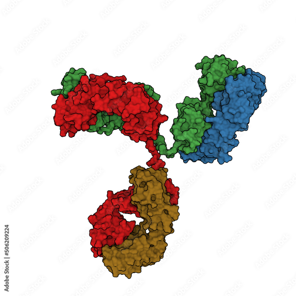 Antibodies Bacteria at Richard Schrader blog