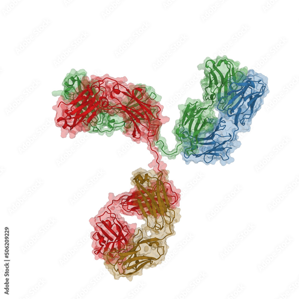 Structure of an intact IgG antibody. The molecule was rendered in 3D as ...