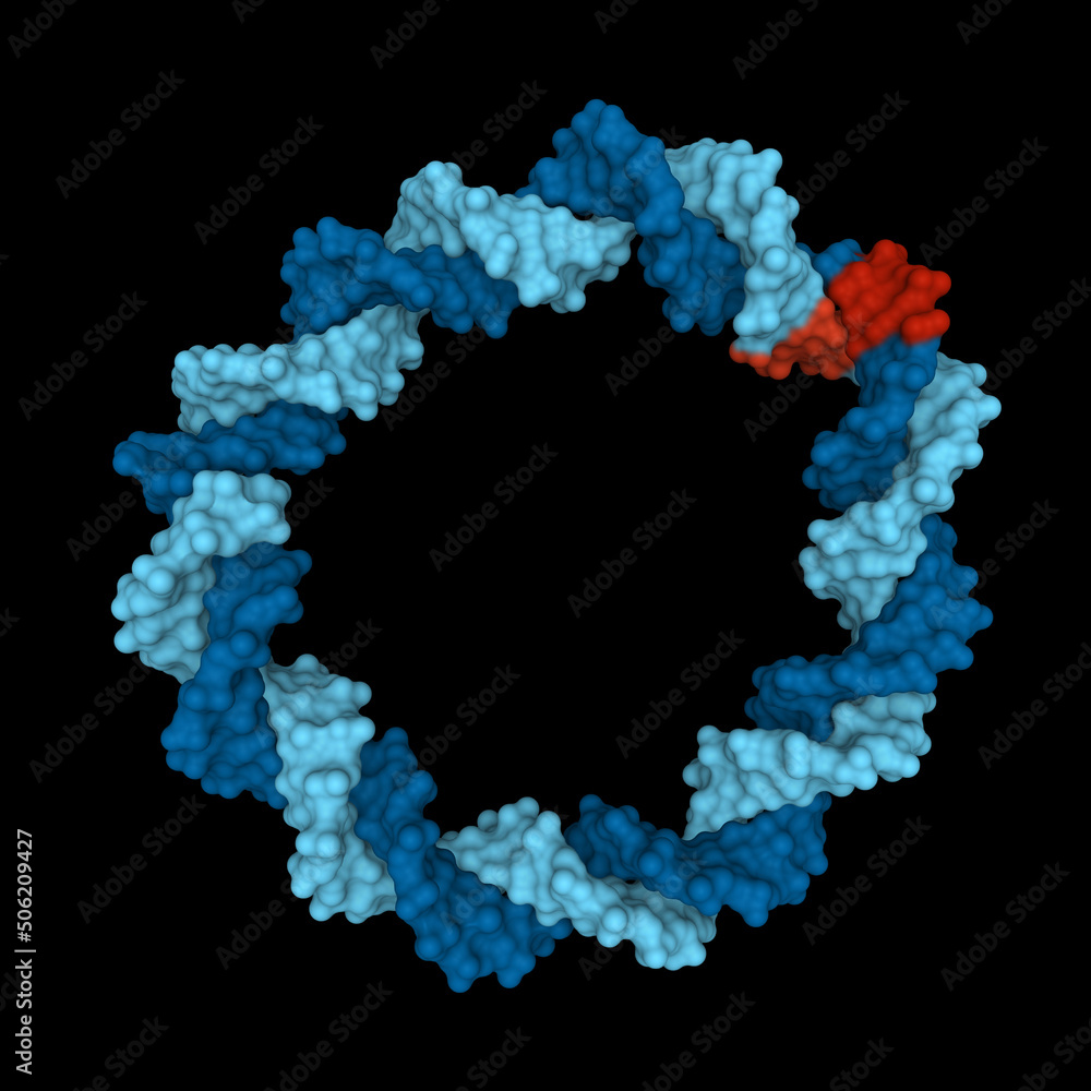 A circular DNA molecule with a mutation site highlighted in red ...