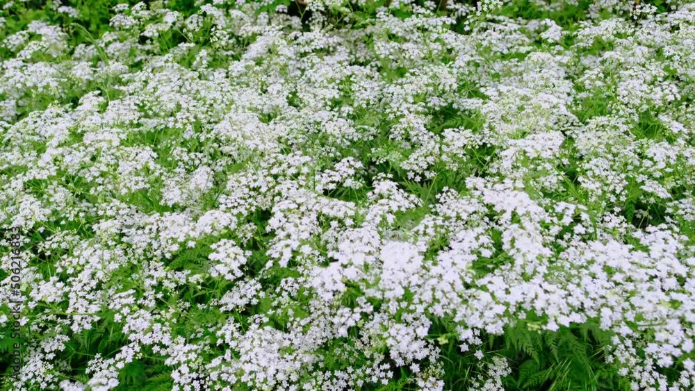white flower Anise honey, medicinal plant, Anise Fenugreek, Pimpinella ...