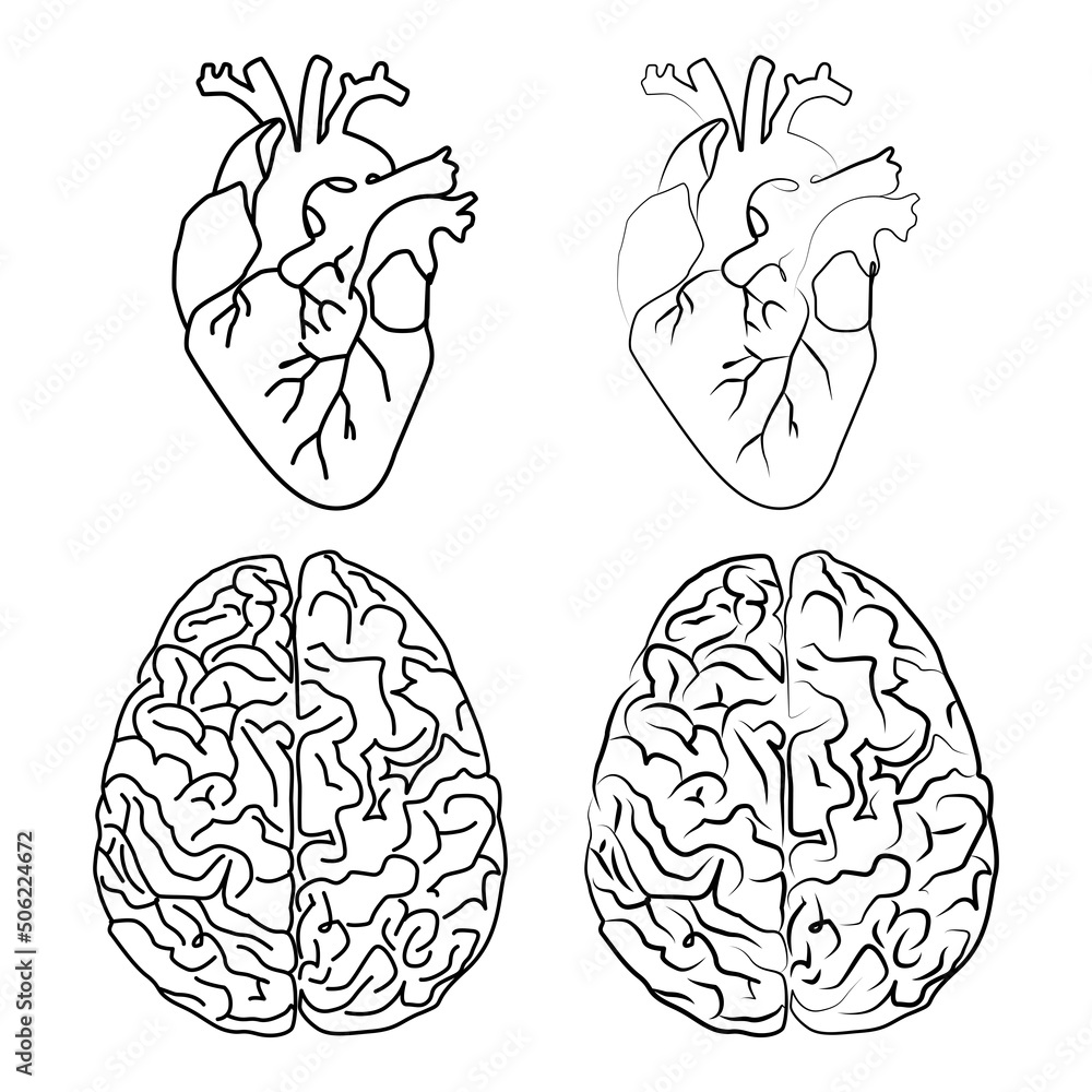 Heart and brain line art illustration. Vector illustration with white ...