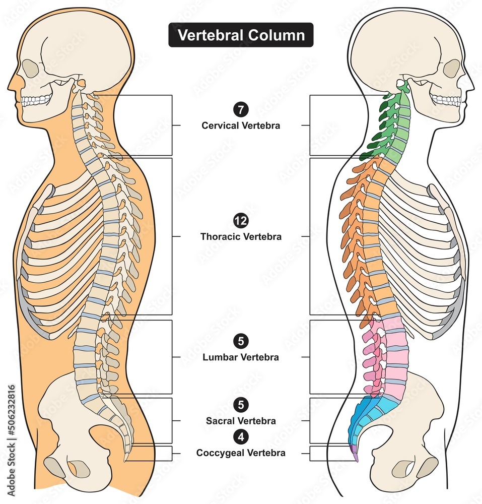 Vertebral column of human body anatomy infographic diagram medical ...