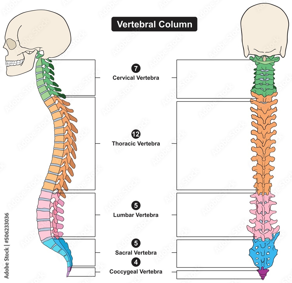 Vertebral column of human body anatomy infographic diagram medical ... Vertebral column of human body anatomy infographic diagram medical ...