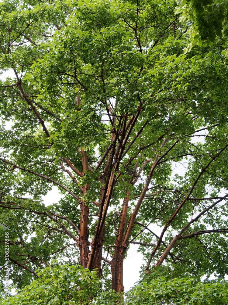 Acer griseum, paperbark maple or blood-bark maple, ornamental tree ...