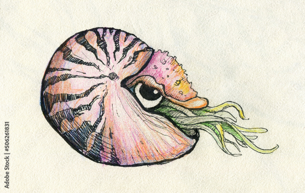 Color pencil drawing of a chambered nautilus. Stock Illustration ...