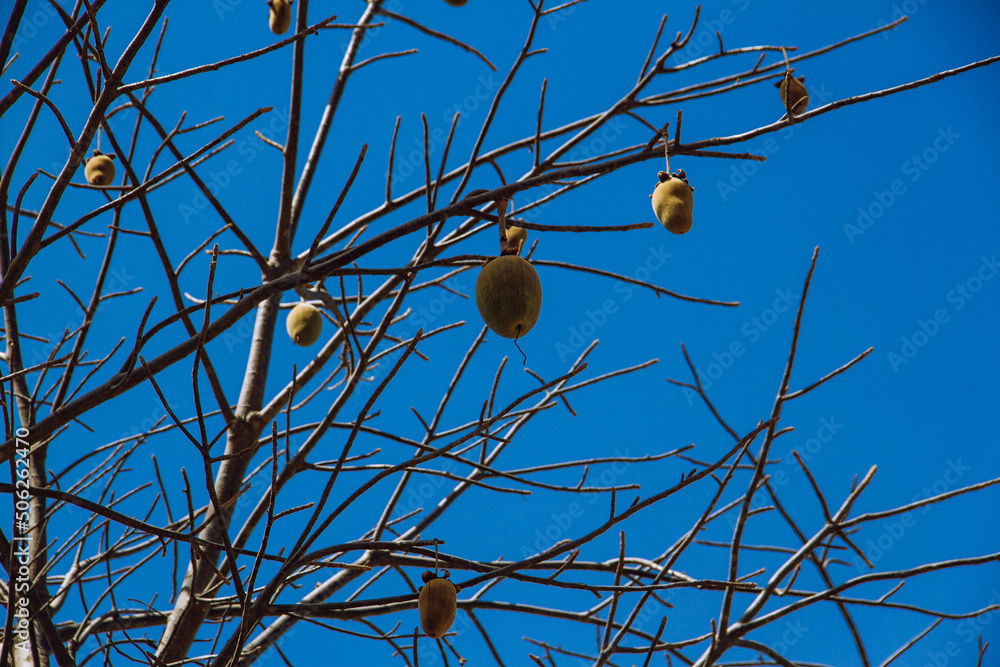 Baobab fruit Stock Photo | Adobe Stock