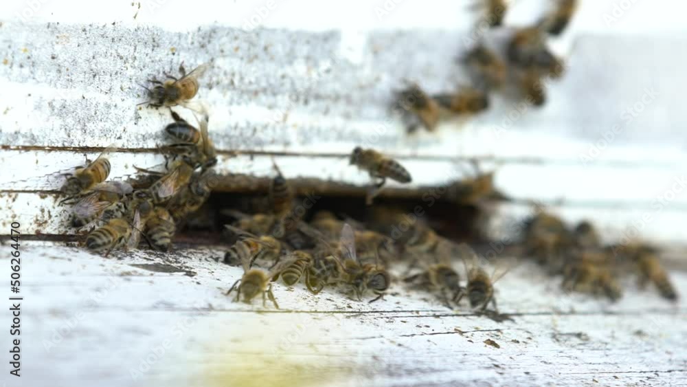 Vidéo Stock honey bees returning to their hives.Hard-working honey bees ...