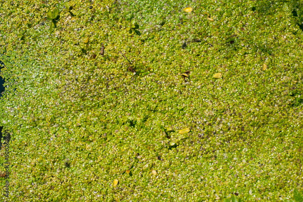 Texture of green small duckweed. Small green leaves float on the ...