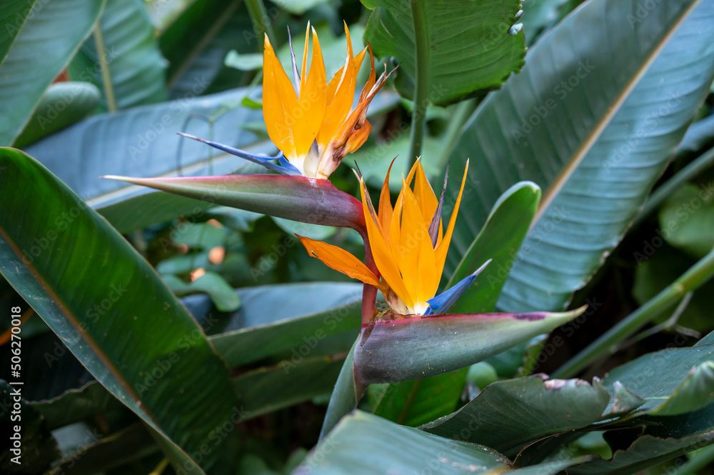 Blossom of Strelitzia reginae, colorful bird of paradise flowers in ...