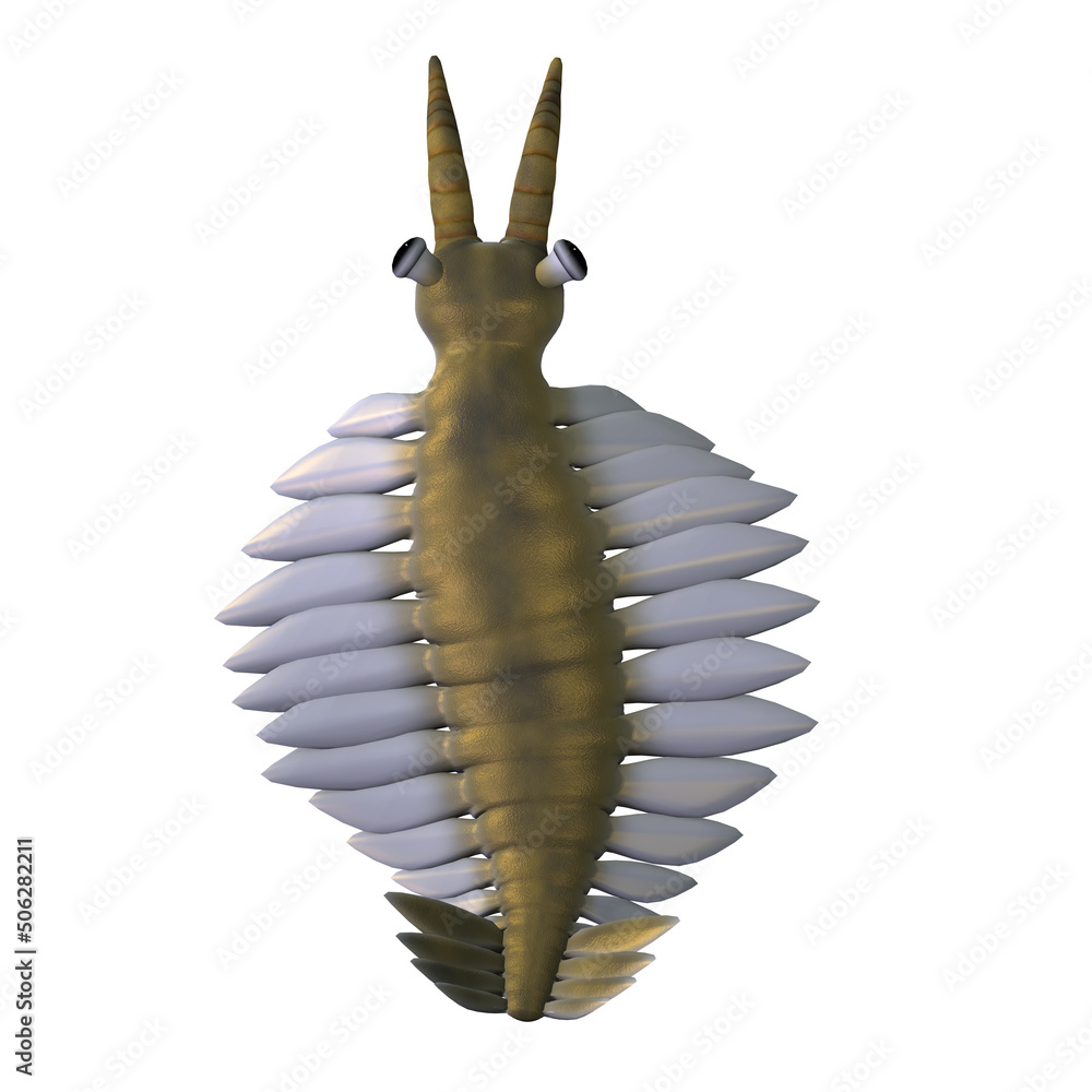 Cambrian Anomalocaris Lobes - Anomalocaris was an arthropod predatory ...