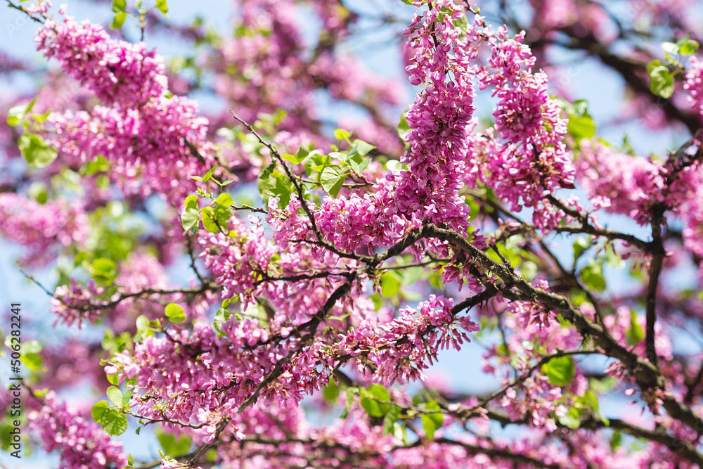 European Cercis, or Judas tree, or European scarlet. Close-up of pink ...