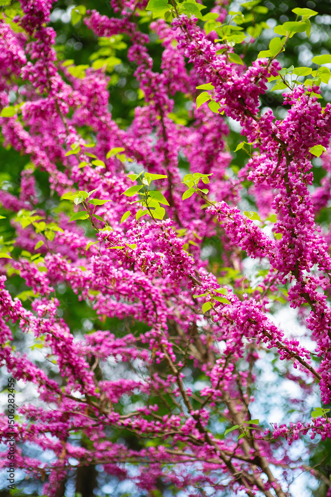 European Cercis, or Judas tree, or European scarlet. Close-up of pink ...