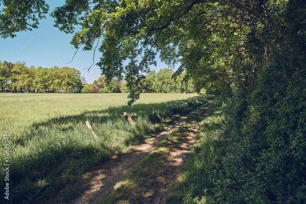Sunny Path