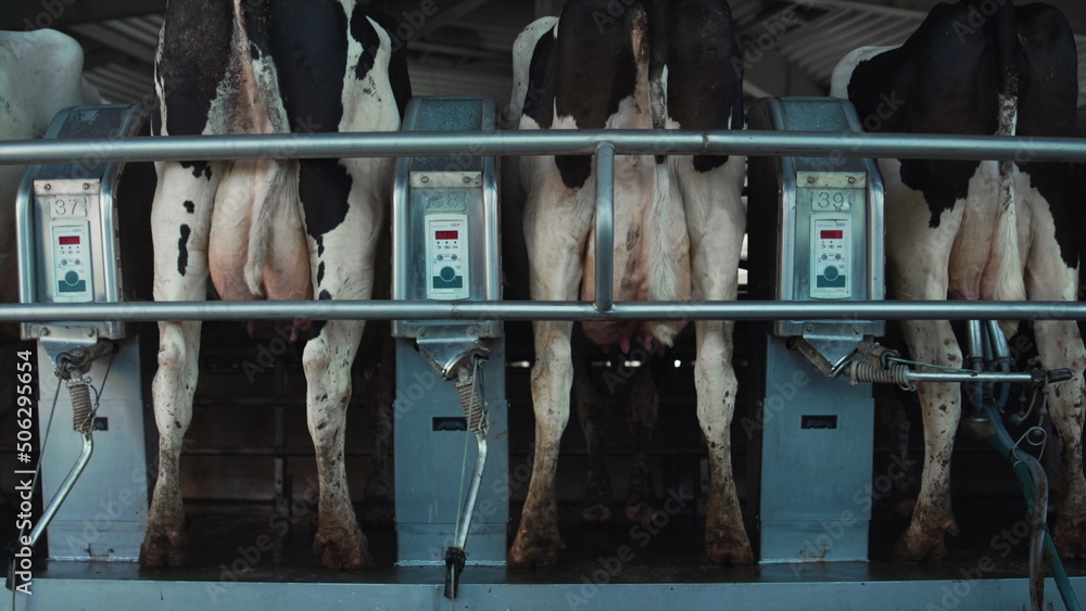 Automatic cows milking system in farm parlour. Modern dairy production ...