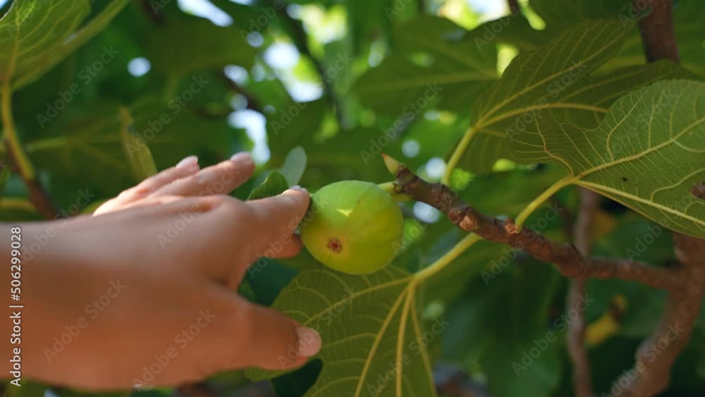Close-up view 4k stock video footage of leaves on branches of fig tree ...