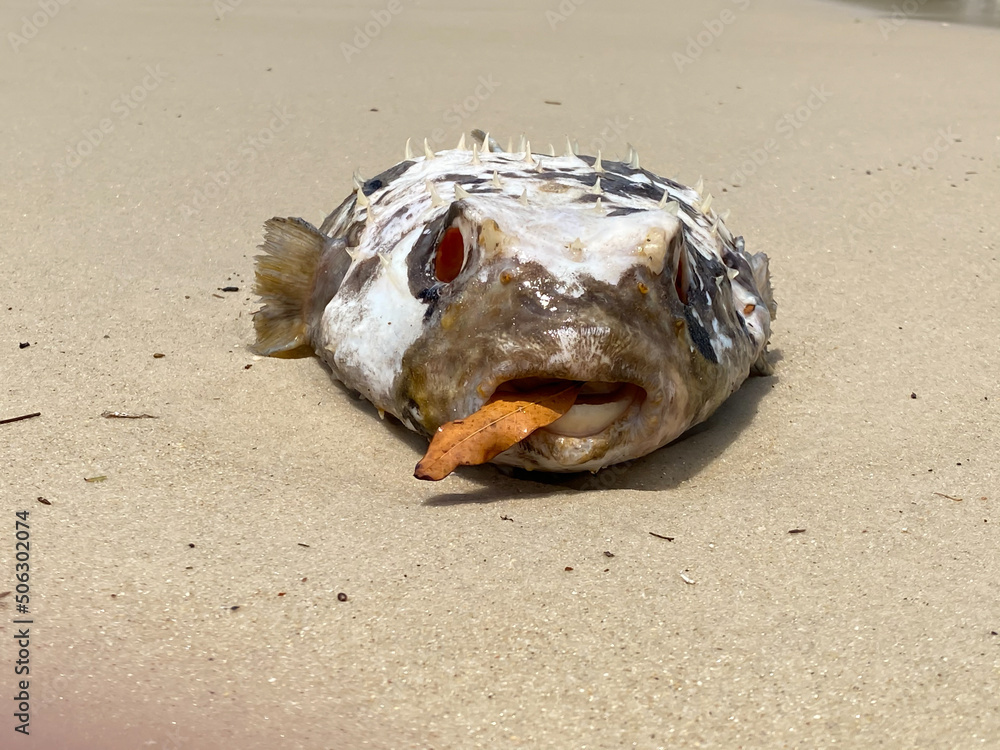 A fish that inflates like a balloon, the puffer fish is a friendly fish ...