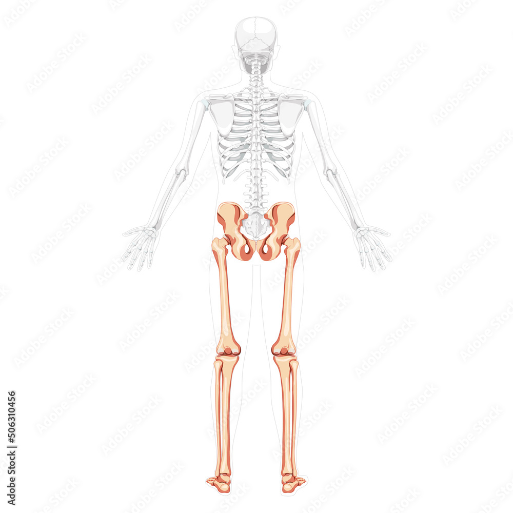 Lower limbs Human Pelvis with legs, Thighs Feet, ankles Skeleton back ...