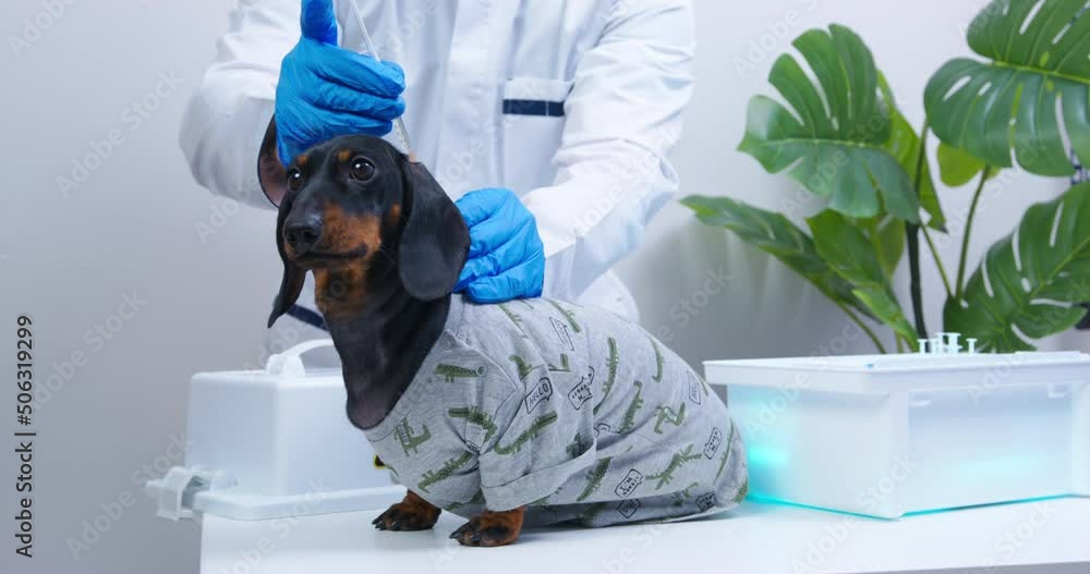 Lovely dachshund puppy obediently sits on the treatment table in ...
