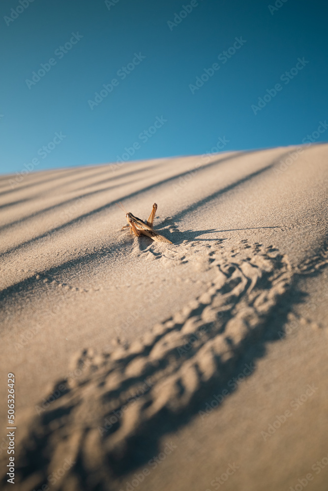 Grasshopper on the sand dunes. Stock Photo | Adobe Stock