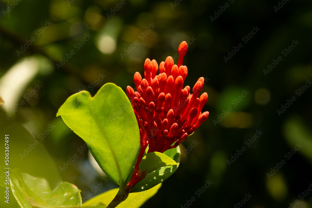 Soka Flower, Ixora coccinea, Jungle geranium, Flame of the Woods, a ...