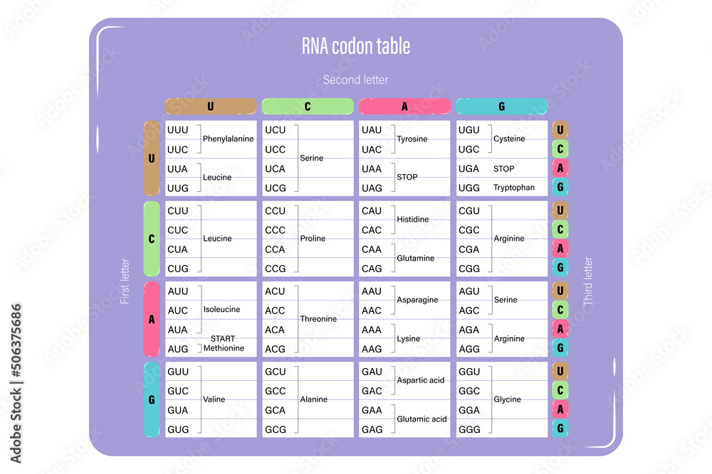 RNA codon table vector. Genetic code. The three bases of an mRNA codon ...
