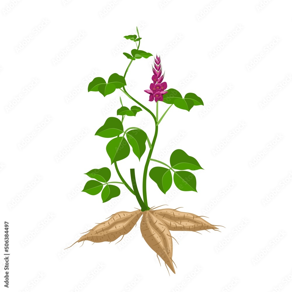 Vector illustration of Kudzu plant or Pueraria montana, herbal plant ...