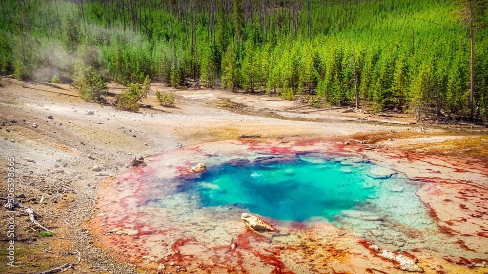 Geyser with different colorful algae at Norris Geyser Basin in the ...