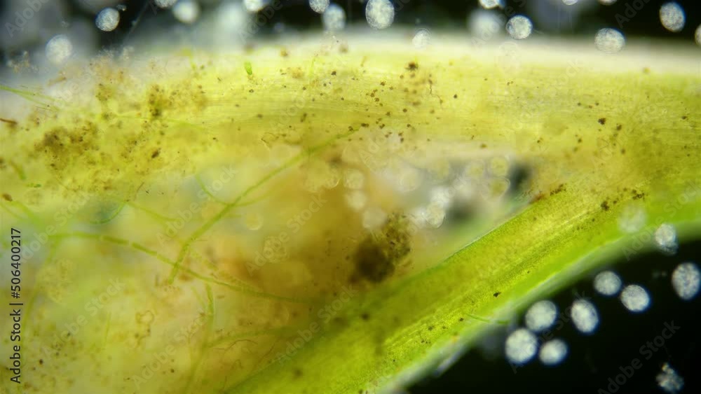 Chironomidae larva under a microscope, order Diptera. Located in the ...